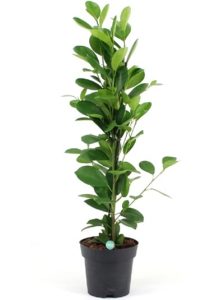 فيكس موكليم