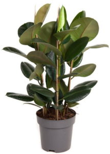 فيكس الاستيكا